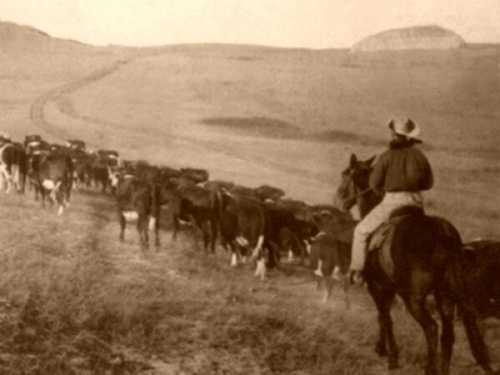 The Cattle Folk Story | Texas State History Museum