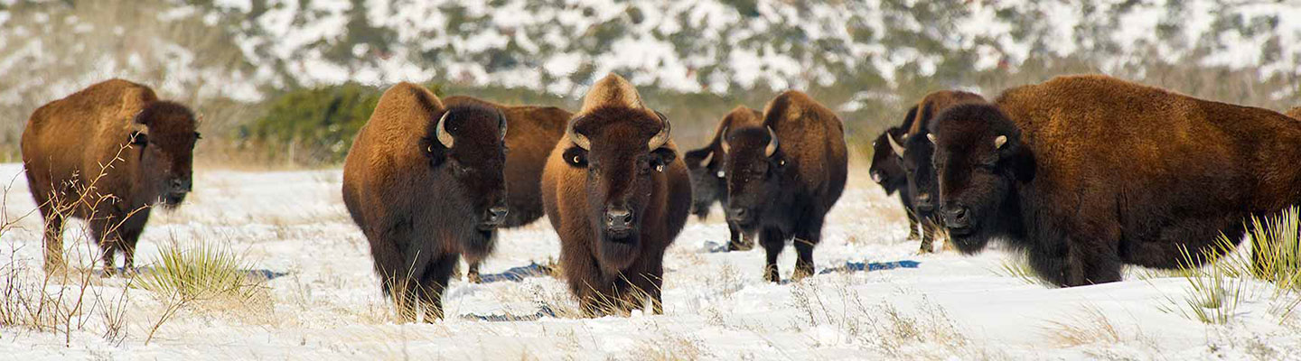 Create Your Own: Bison Hide Painting