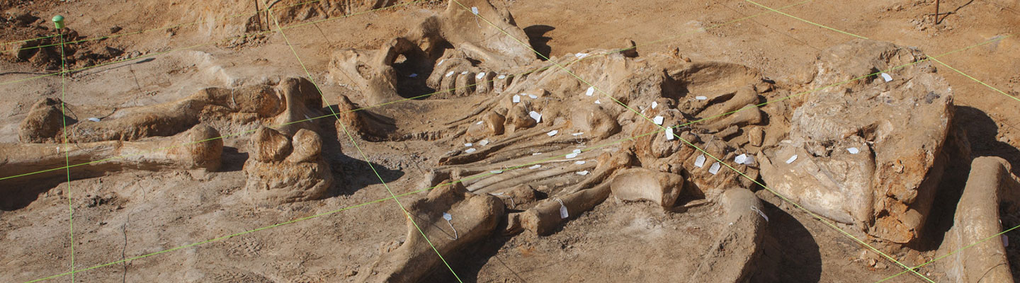 Create Your Own: Fantastic Fossils