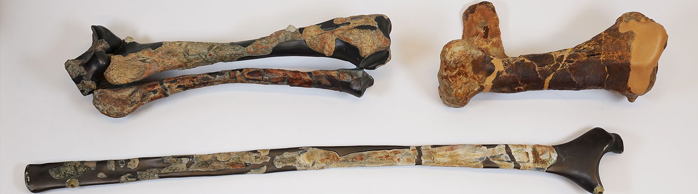 Quetzalcoatlus Fossil