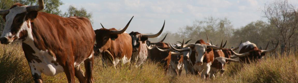 High Noon Talk: Tio Cowboy | Bullock Museum