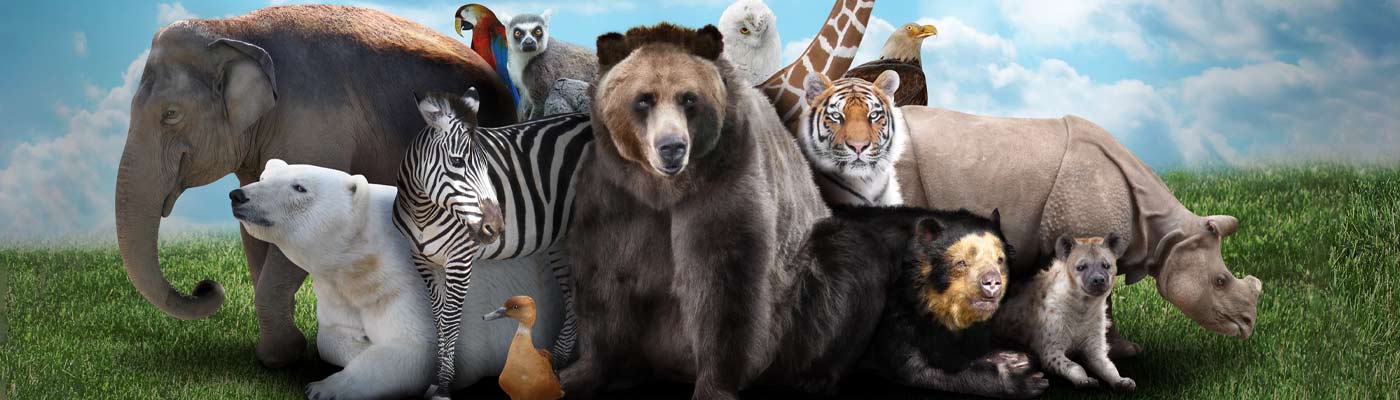 Animal Kingdom | Bullock Texas State History Museum IMAX