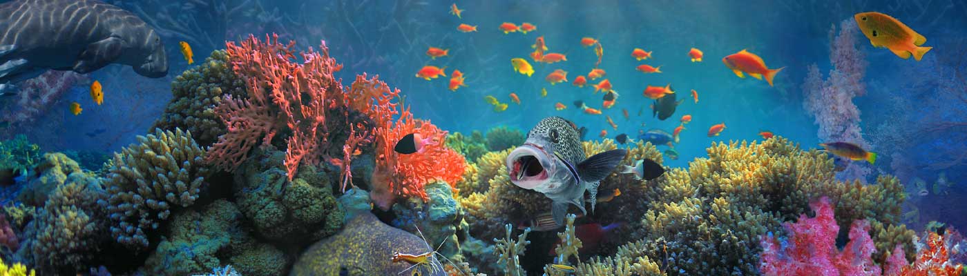 Secrets of the Sea IMAX Member Screening | Bullock Texas State History ...