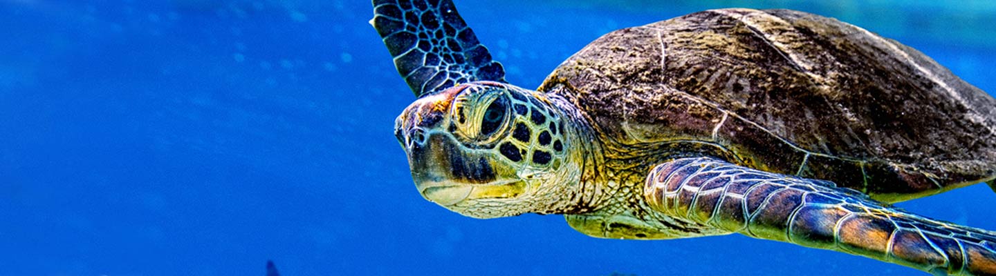 Turtle Odyssey | Bullock Texas State History Museum IMAX