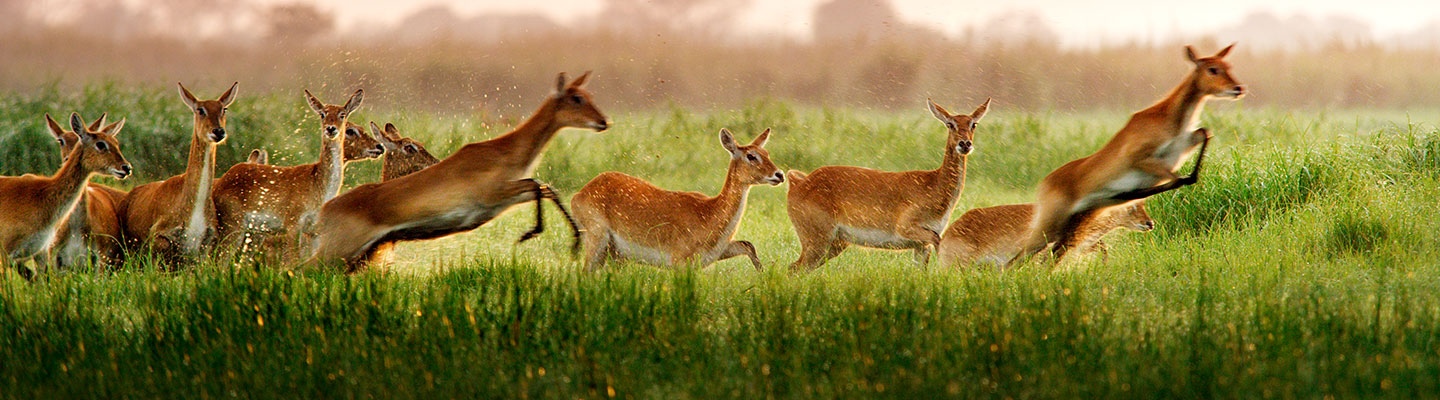 Wild Africa 3D | Bullock Texas State History Museum IMAX