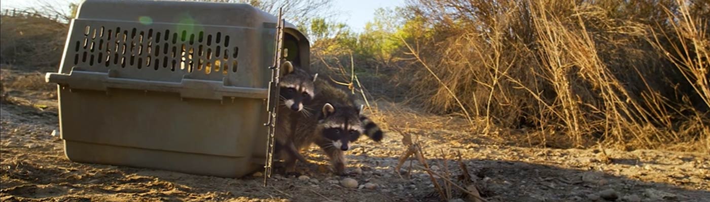 Wild Rescue | Bullock Texas State History Museum IMAX