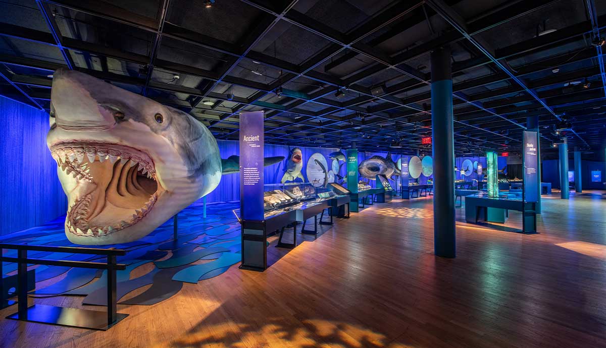 Shark Museums In Texas