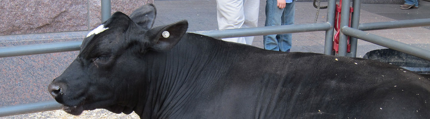 Rodeo Austin's Junior Livestock Show Youth Auction