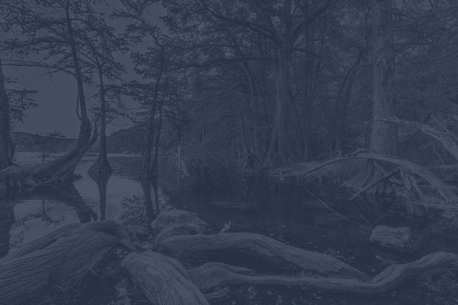 Texas Story Project: Addison Litton | Bullock Texas State History Museum