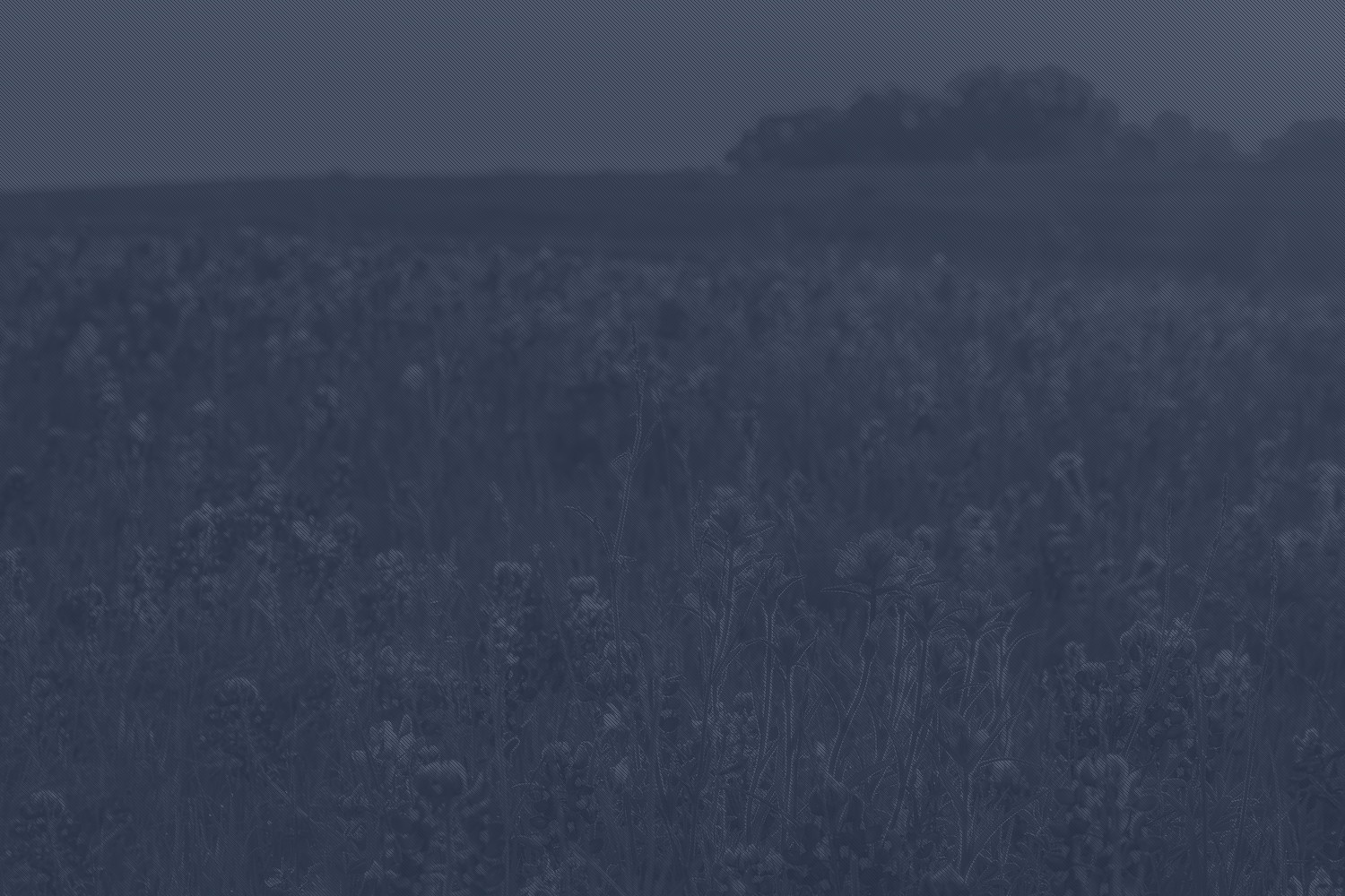 How My Family Came to Texas: A Texas Story Project | Bullock Texas ...